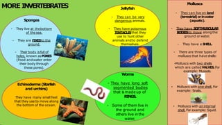 Unit 1-invertebrates summary-converted | PPTX | Biological Sciences ...