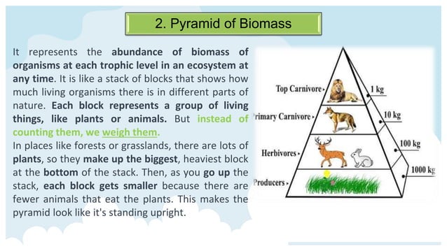 EVS Notes- Ecosystem, Biotic, Abiotic, Ecological succession | PPTX