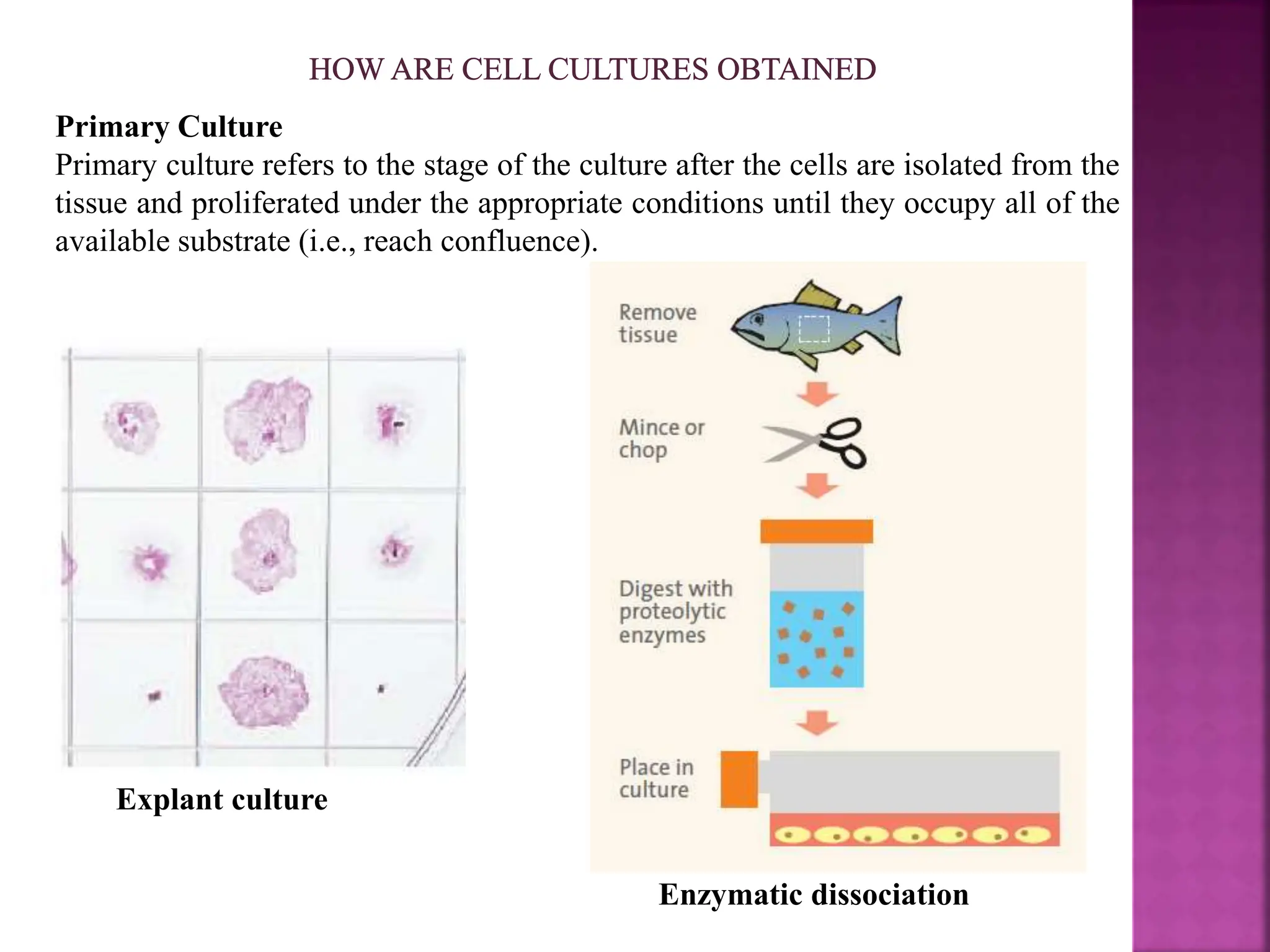 UNIT- 10 ANIMAL CELL CULTURE TECHNIQUES (3).pptx
