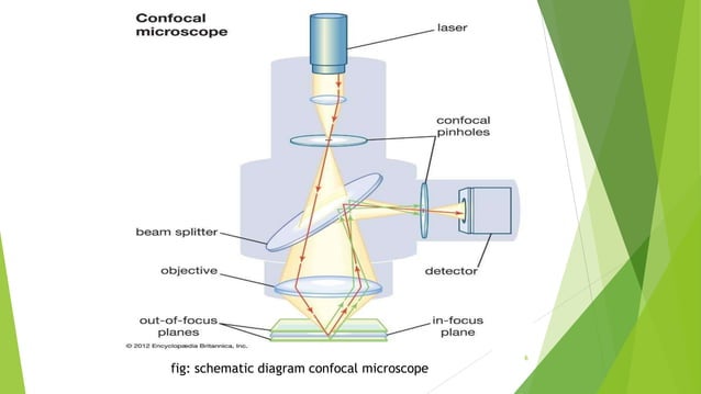 Unit 11 Confocal microscopy for education | PPT