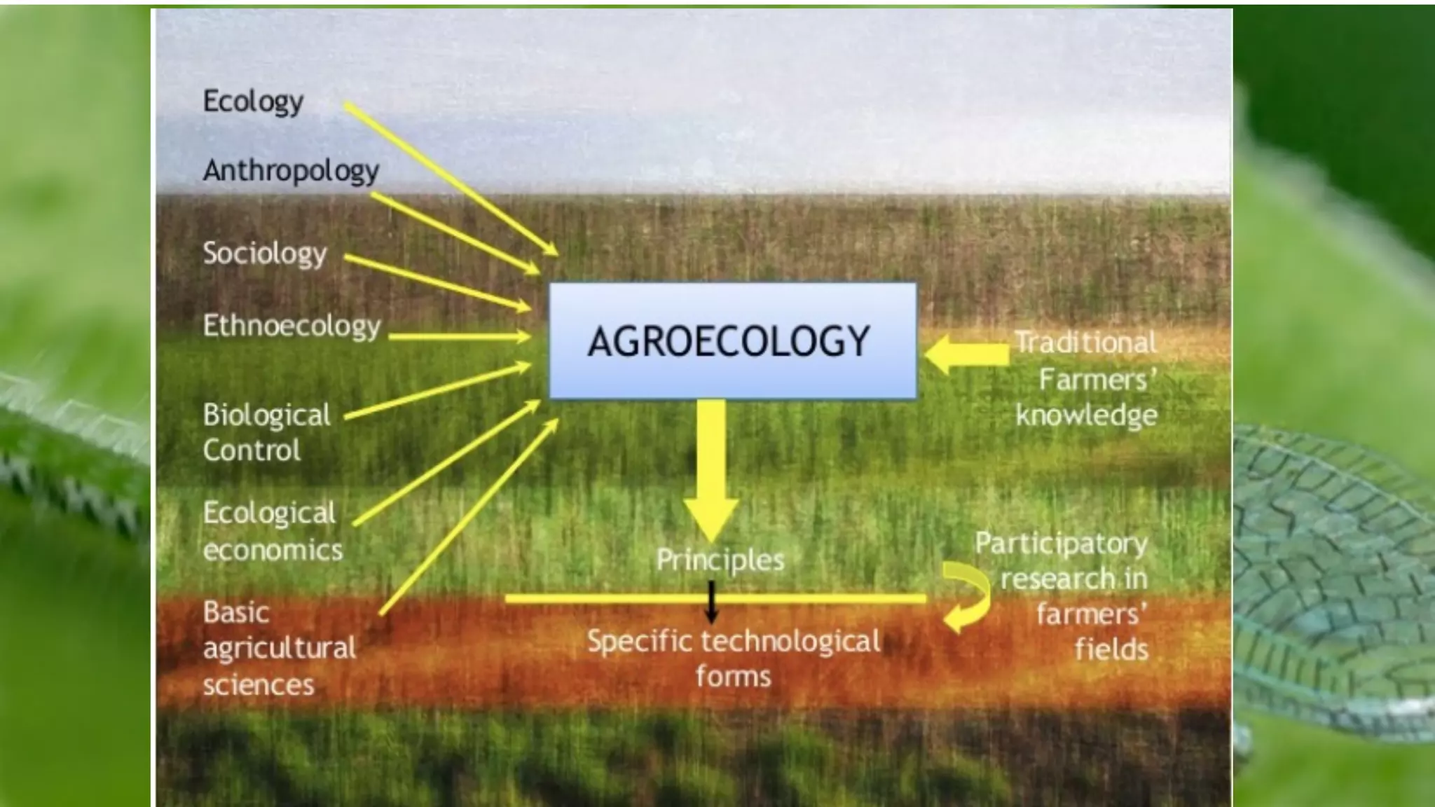 Agro- ecological vs Natural Ecosystem of Insects | PDF