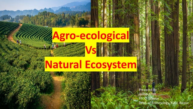 Agro- ecological vs Natural Ecosystem of Insects | PDF