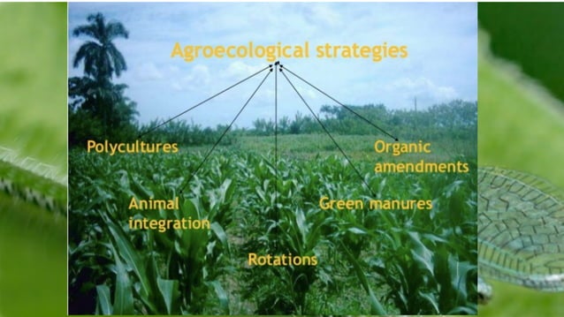 Agro- ecological vs Natural Ecosystem of Insects | PDF