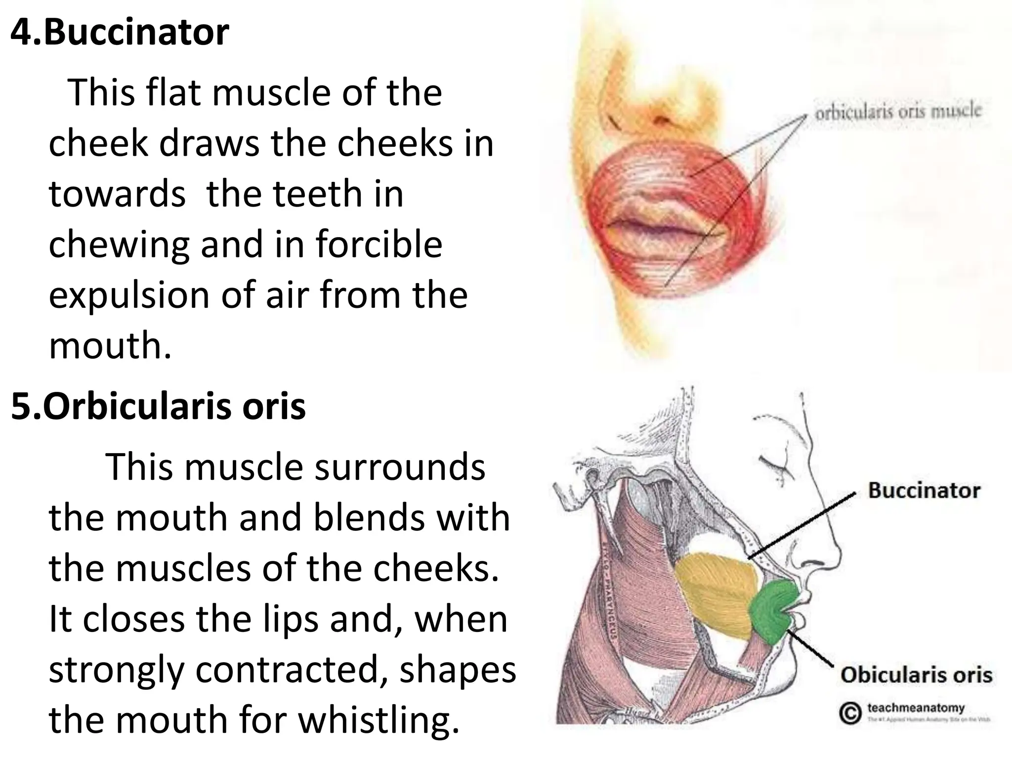 UNIT- 14 THE MUSCULAR SYSTEM.ANATOMY ptx | PPTX