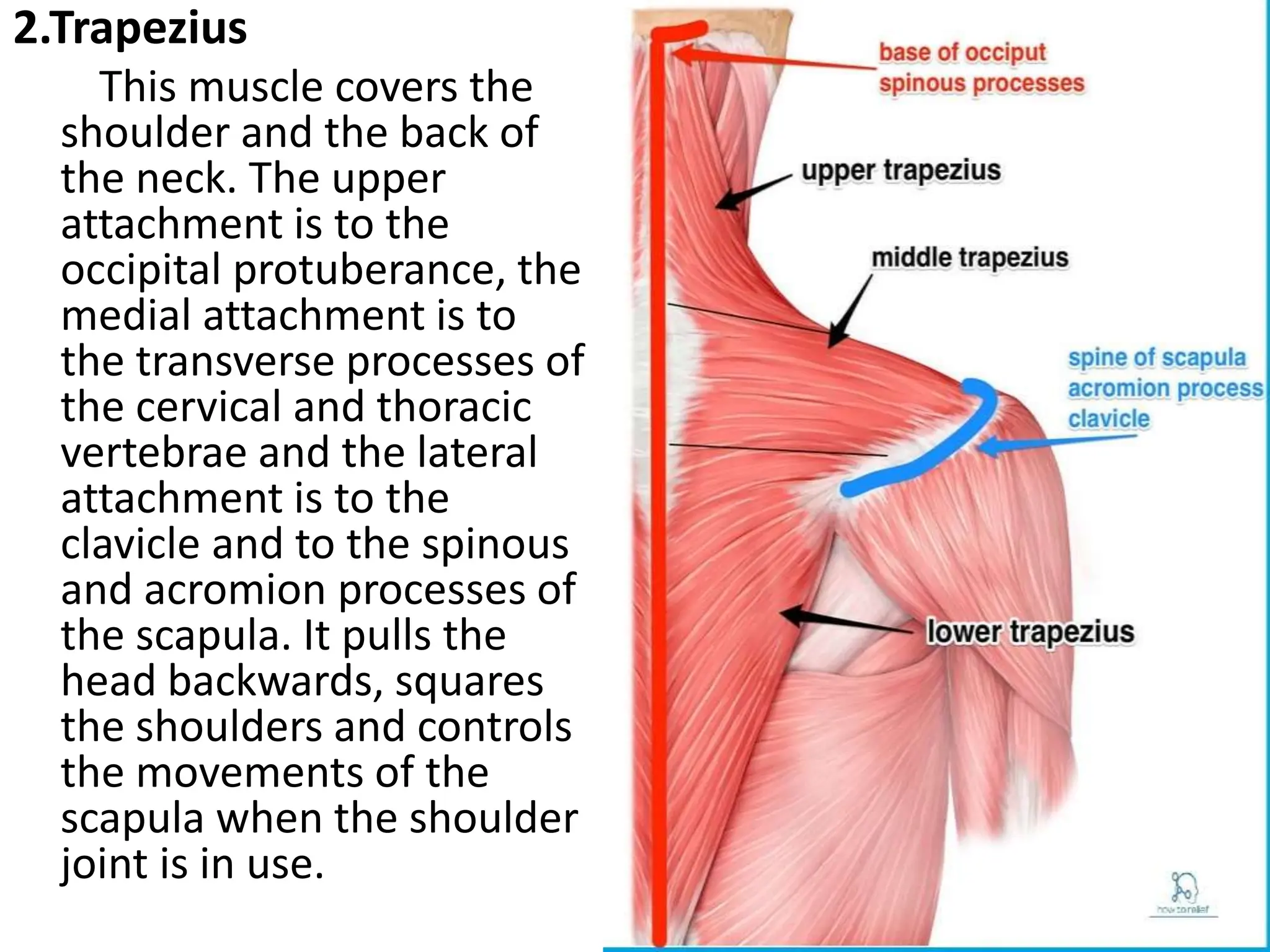 UNIT- 14 THE MUSCULAR SYSTEM.ANATOMY ptx | PPTX