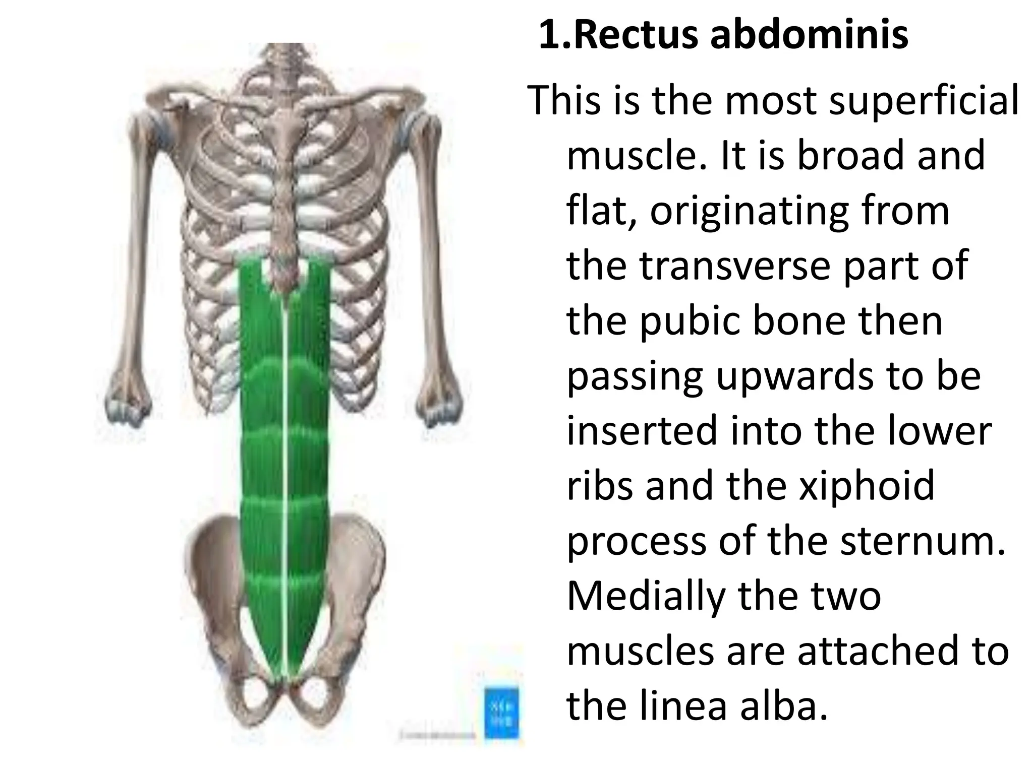 UNIT- 14 THE MUSCULAR SYSTEM.ANATOMY ptx | PPTX