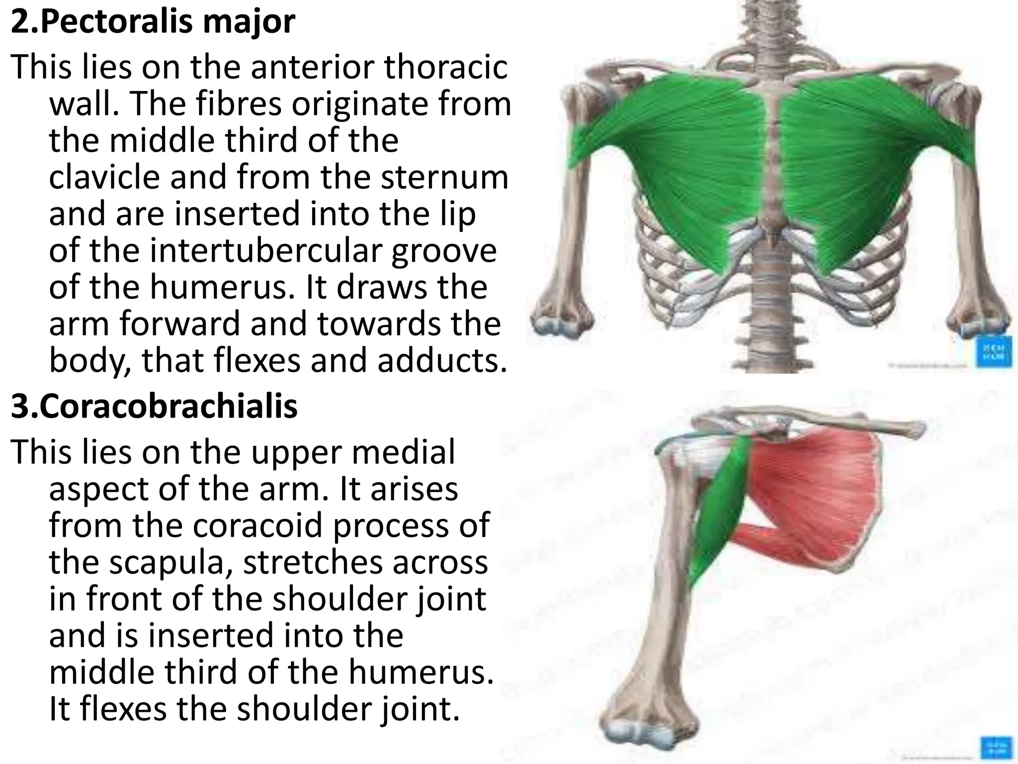 UNIT- 14 THE MUSCULAR SYSTEM.ANATOMY ptx | PPTX
