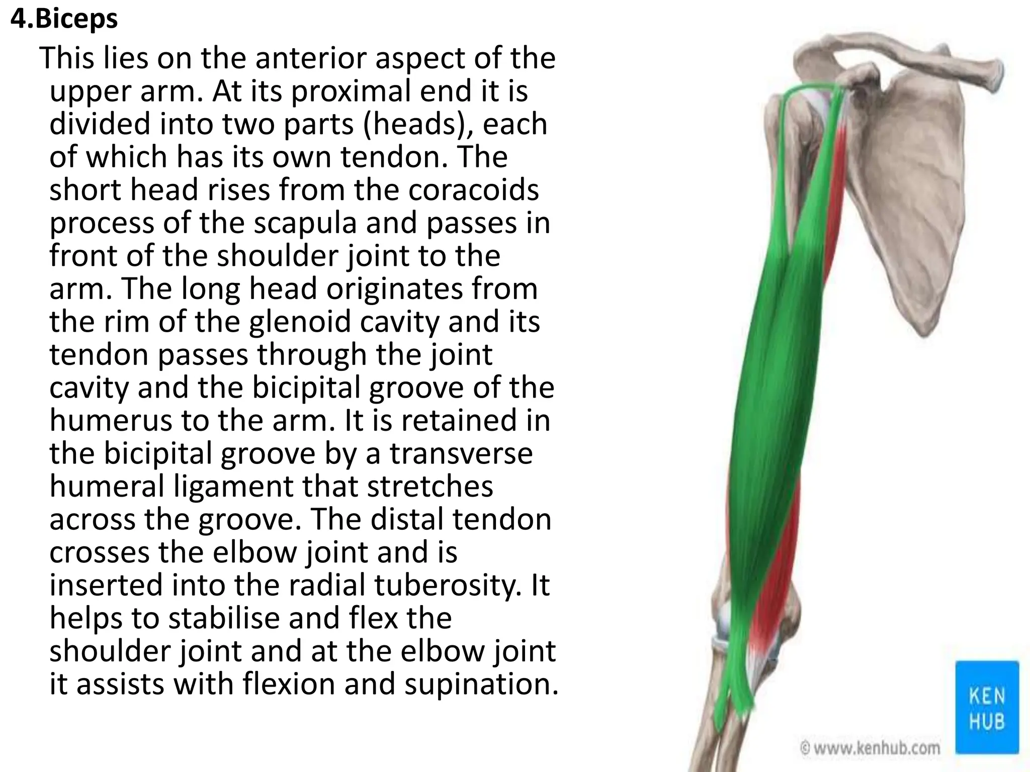 UNIT- 14 THE MUSCULAR SYSTEM.ANATOMY ptx | PPTX