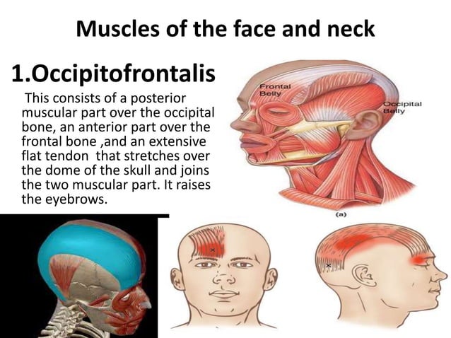 UNIT- 14 THE MUSCULAR SYSTEM.ANATOMY ptx | PPT