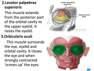 UNIT- 14 THE MUSCULAR SYSTEM.ANATOMY ptx | PPTX