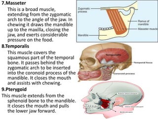 UNIT- 14 THE MUSCULAR SYSTEM.ANATOMY ptx | PPTX