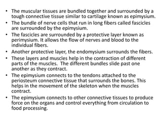 UNIT- 14 THE MUSCULAR SYSTEM.ANATOMY ptx | PPTX