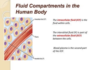 body fluids/B.pharmacy 2 semester | PPTX