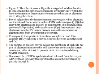 Unit- 1 Electron transport chain.pptxElectron transport chain detail ...