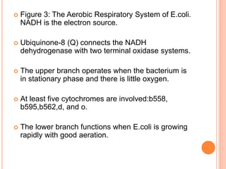Unit- 1 Electron transport chain.pptxElectron transport chain detail ...