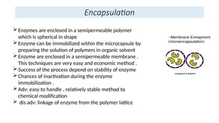Enzyme Immobilization _ By Mansi Patel | PPTX