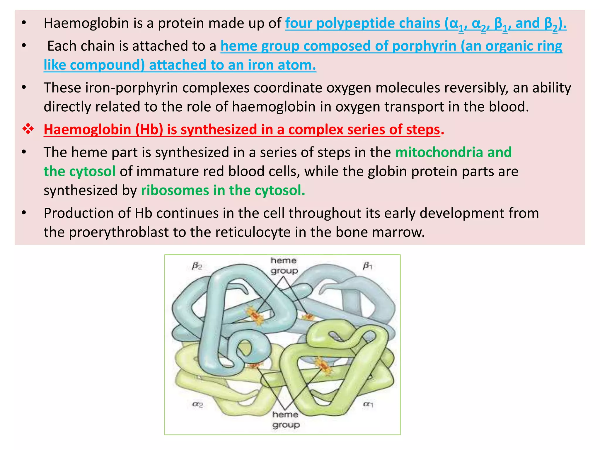 Formation of heamoglobin / B.pharmacy 2 semester | PPTX