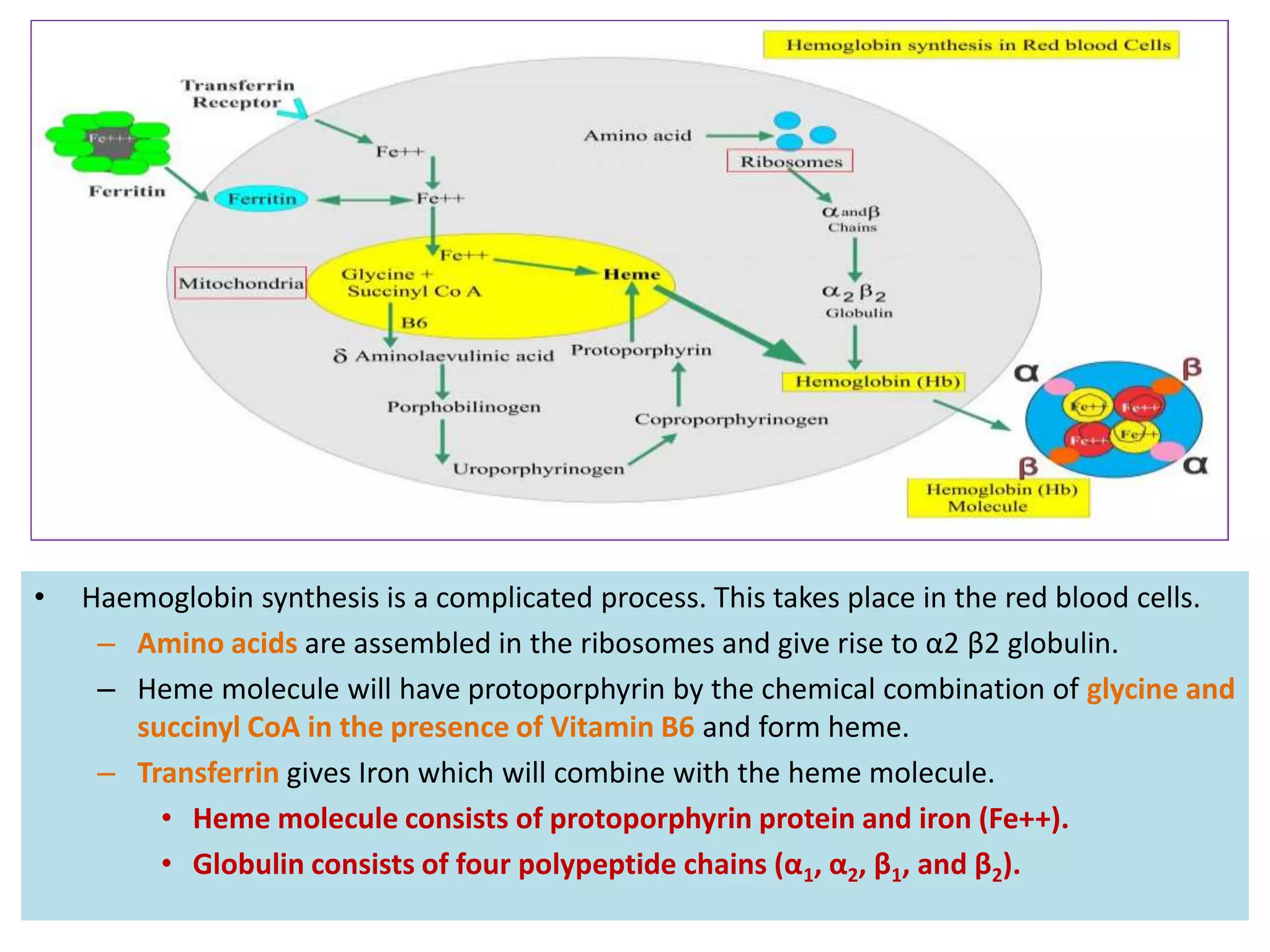 Formation of heamoglobin / B.pharmacy 2 semester | PPTX