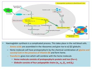 Formation of heamoglobin / B.pharmacy 2 semester | PPTX