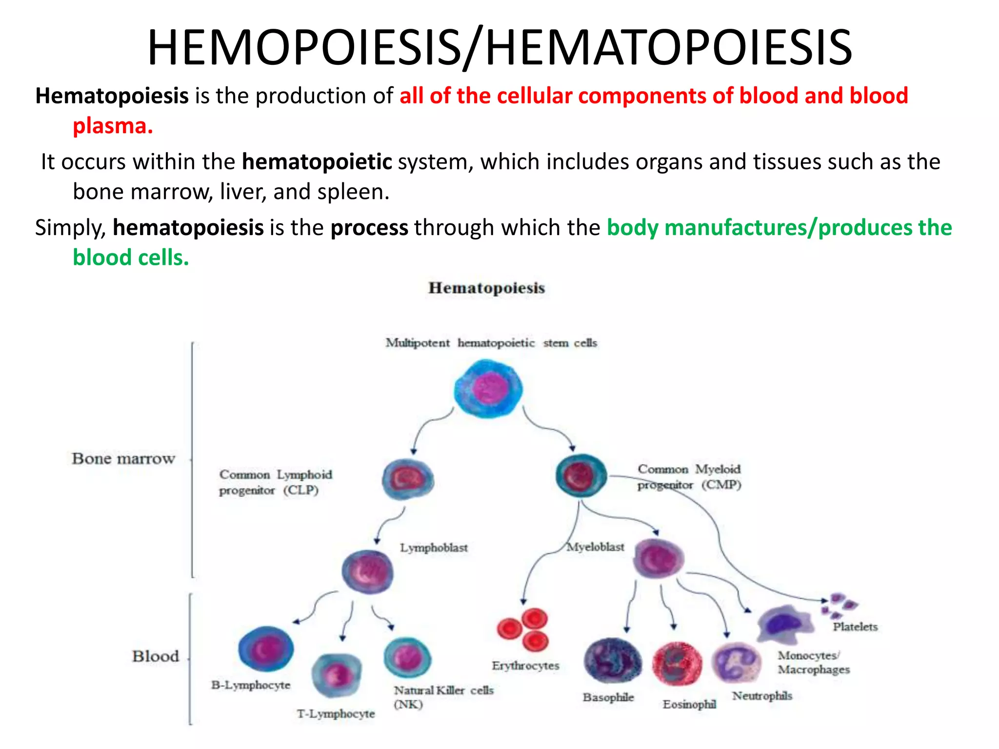 Hemopoiesis B.pharmacy 2 semester | PPTX