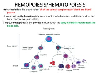 Hemopoiesis B.pharmacy 2 semester | PPT