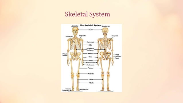 UNIT-1 INTRODUCTION TO ANATOMICAL TERMS ORGANIZATION OF THE BODY.pptx