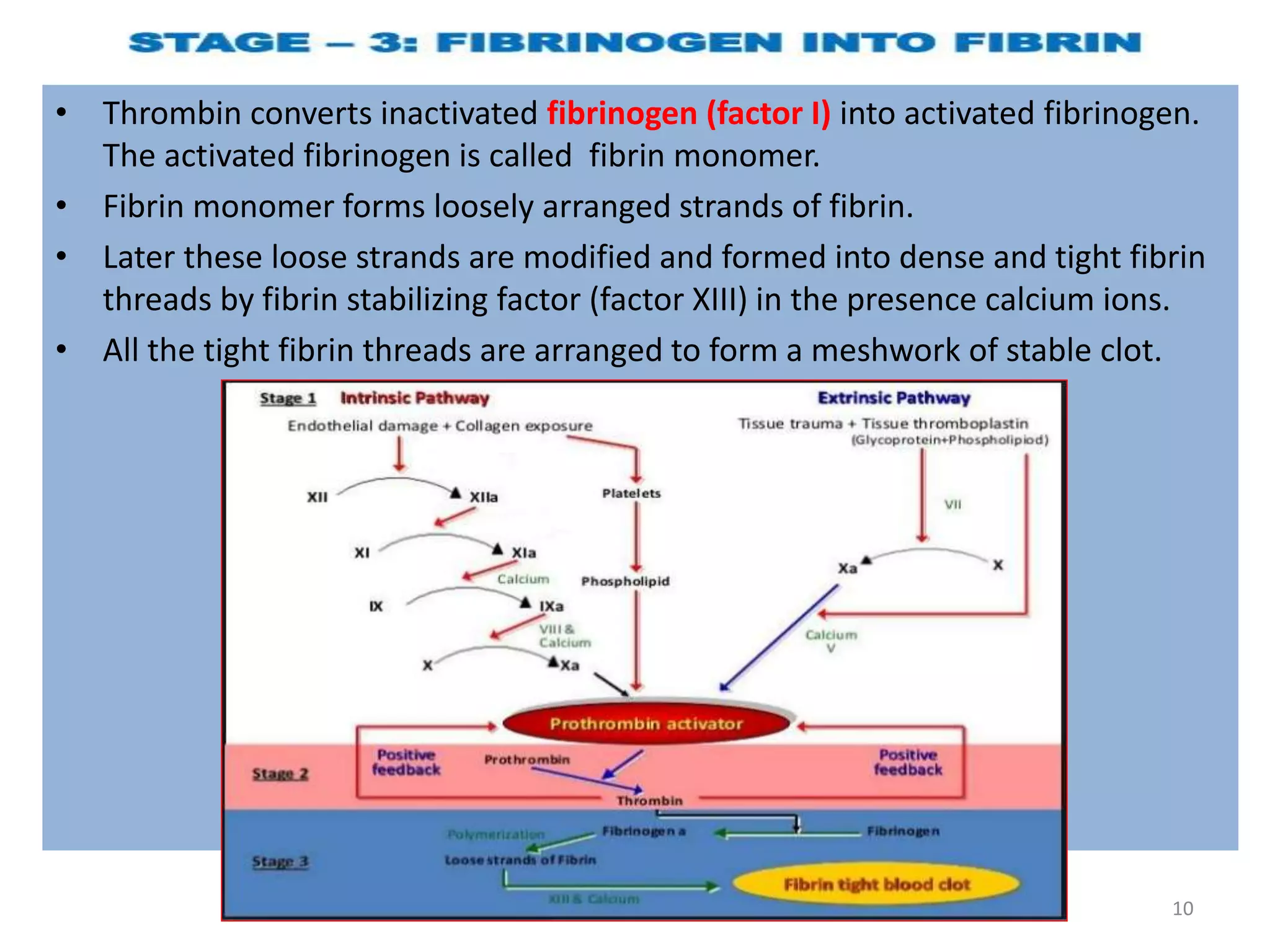 Mechanisms of coagulation B.pharmacy 2 semester | PPTX