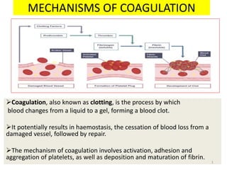 Mechanisms of coagulation B.pharmacy 2 semester | PPTX
