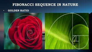 Exploring Patterns in Nature and the Fibonacci Sequence in Mathematics ...
