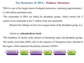 Unit-1_nucleic acids.pptx, Nuclein acid nots | PPTX