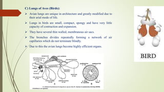 Unit-1 Respiration.pptx