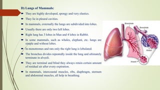 Unit-1 Respiration.pptx