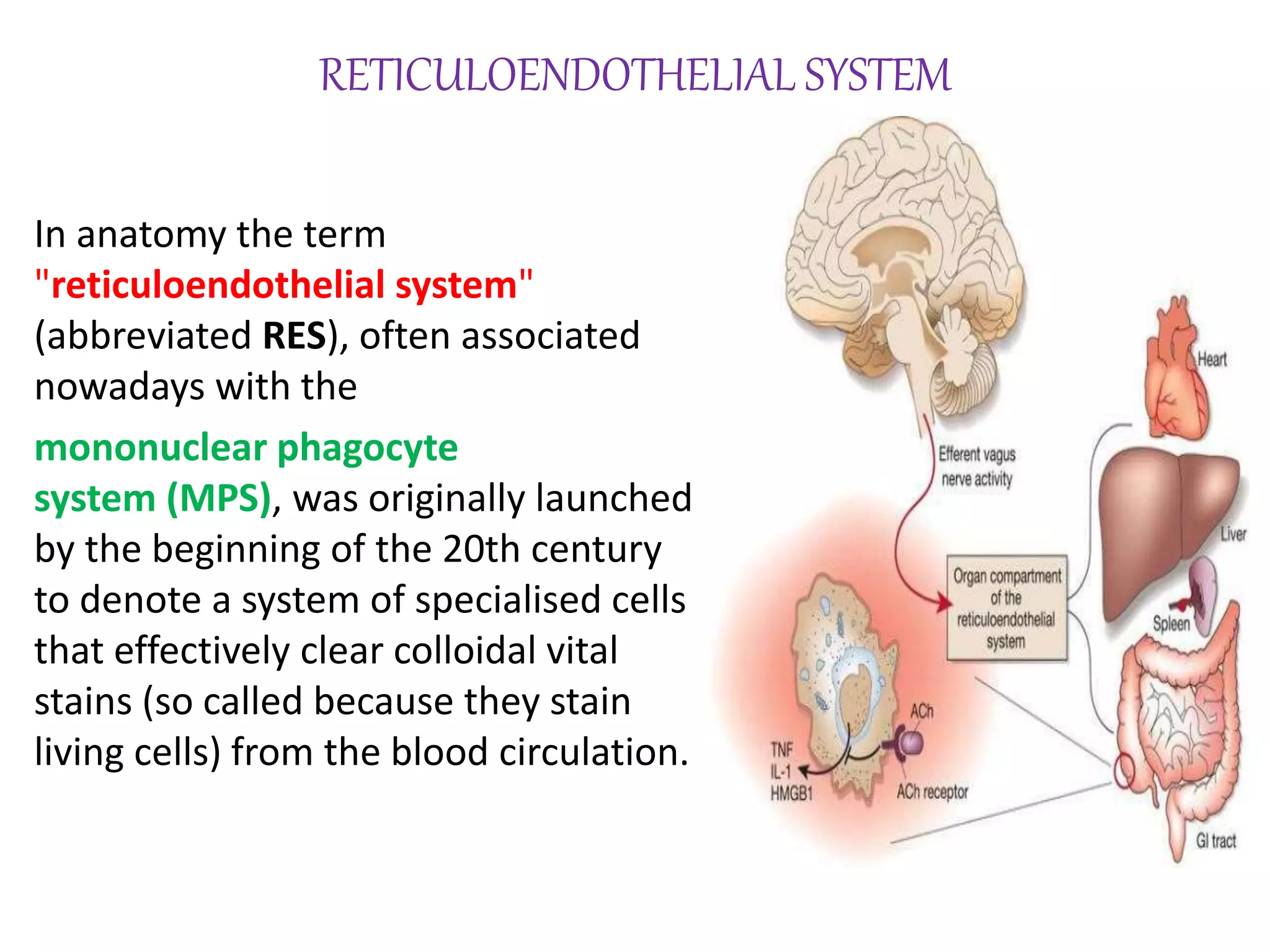 Reticulo endothelial system B.pharmacy 2 semester | PPT