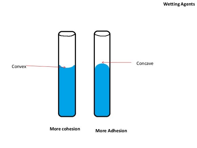 Cohesion And Adhesion Meniscus