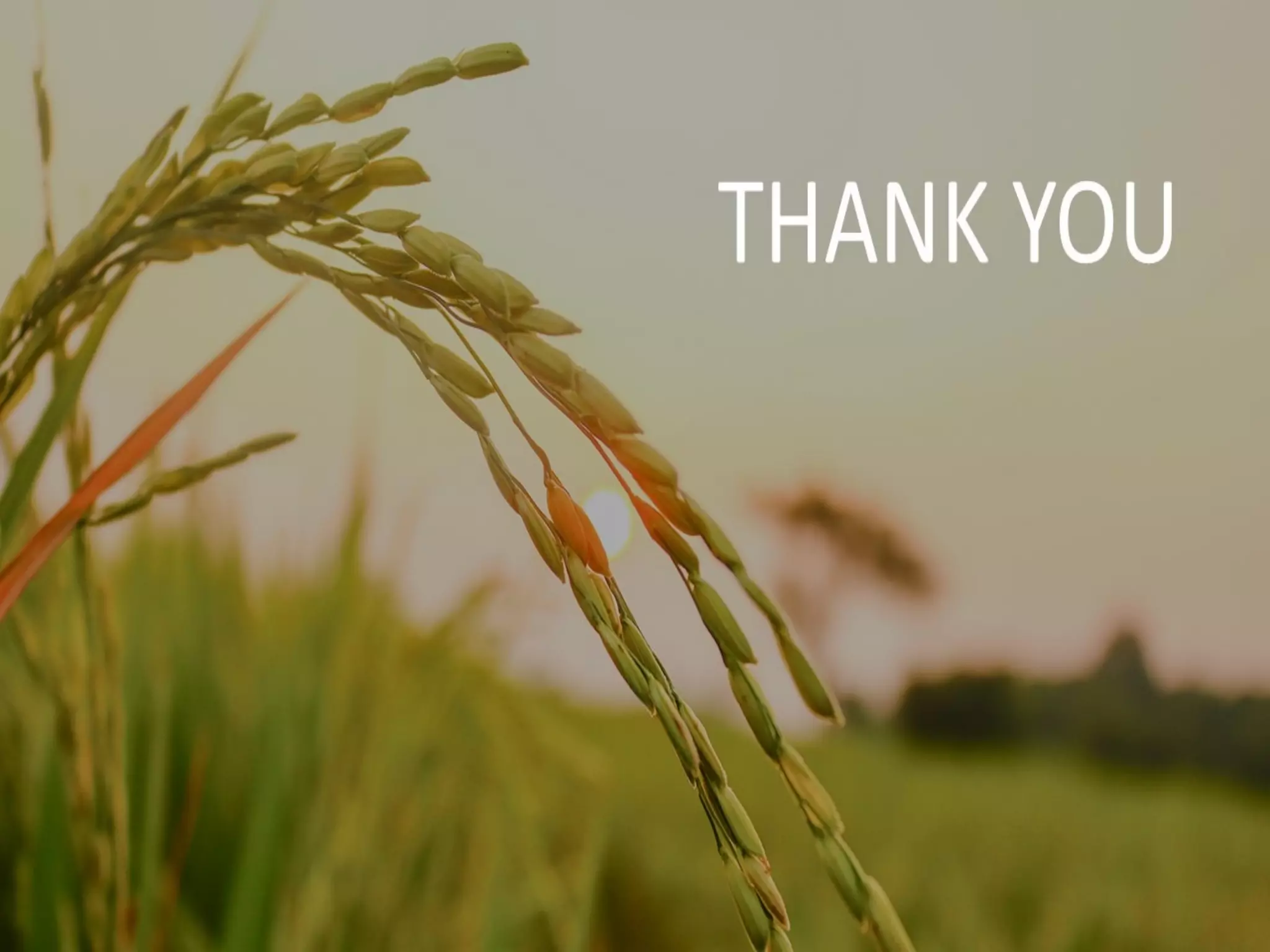 Predator- Prey Models- Lotka Voltera Model, Nicholson- Bailey Model ...