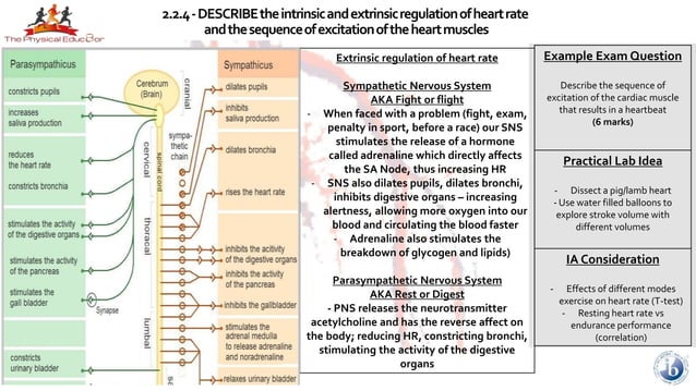 Unit-2-Cardiorespiratory-System.pptx