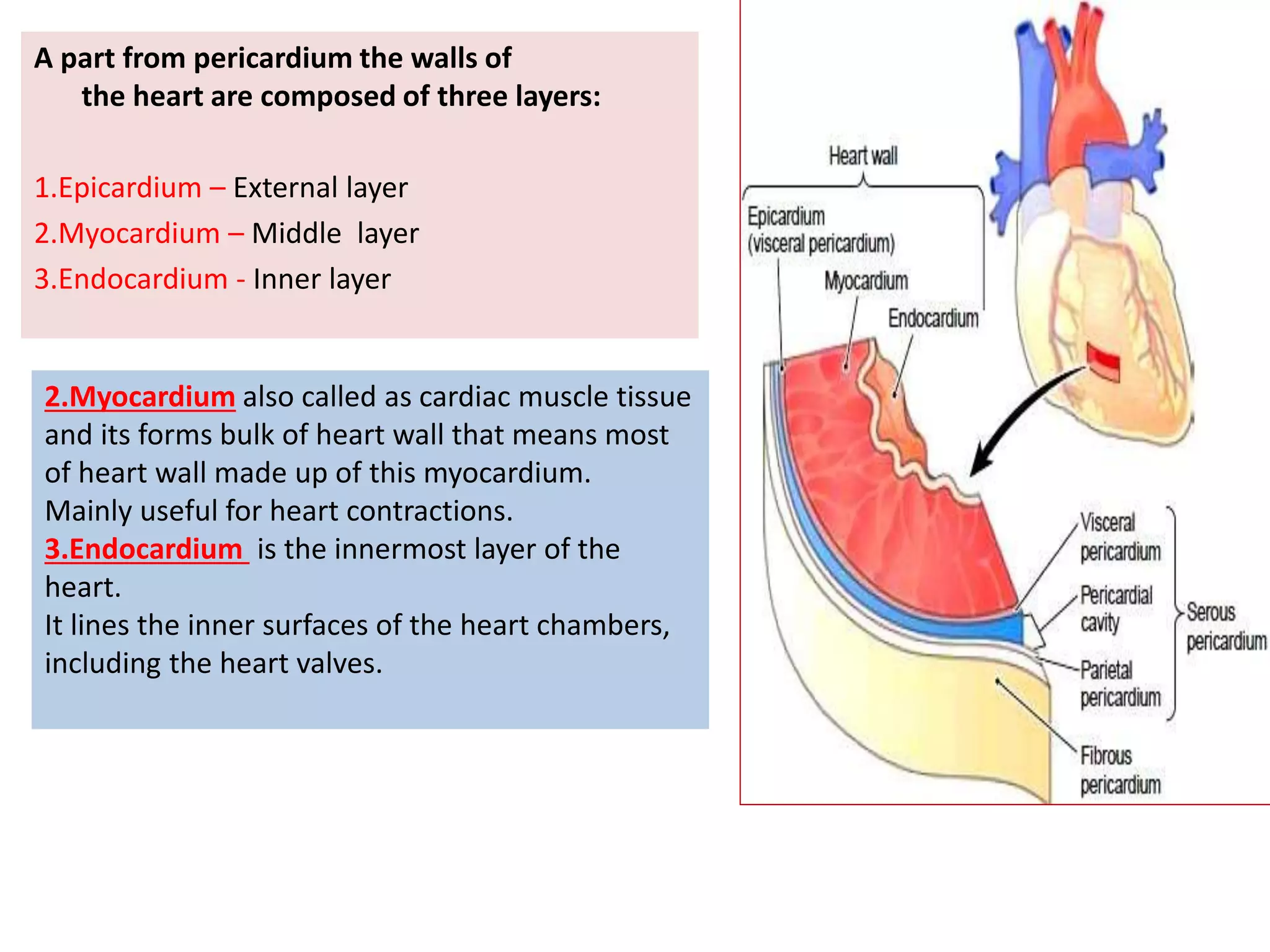 CVS/Anatomy of heart/ B.pharmacy 2 semester | PPTX