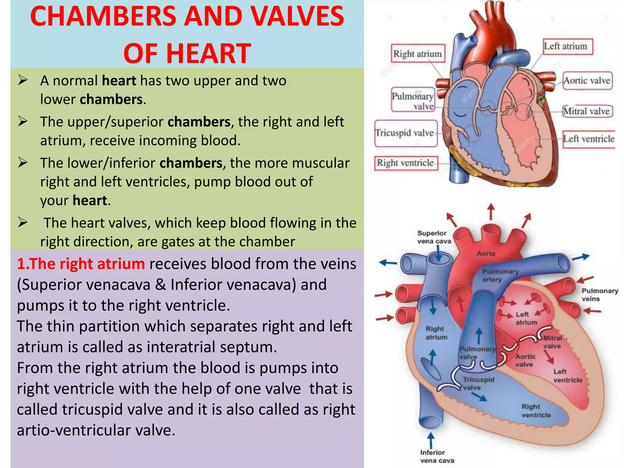 CVS/Anatomy of heart/ B.pharmacy 2 semester | PPTX