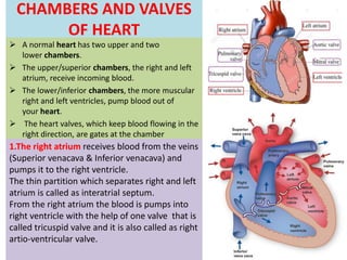 CVS/Anatomy of heart/ B.pharmacy 2 semester | PPTX