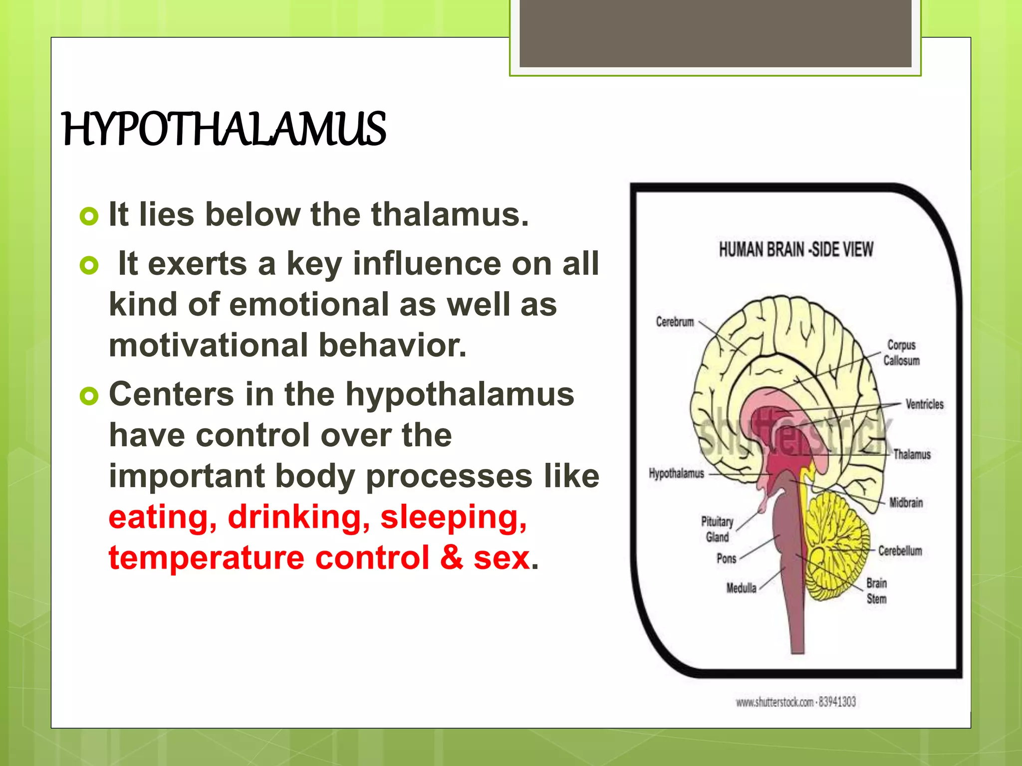 Unit 2 (biological basis of human behavior) | PPTX