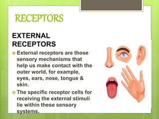 Unit 2 (biological basis of human behavior) | PPTX