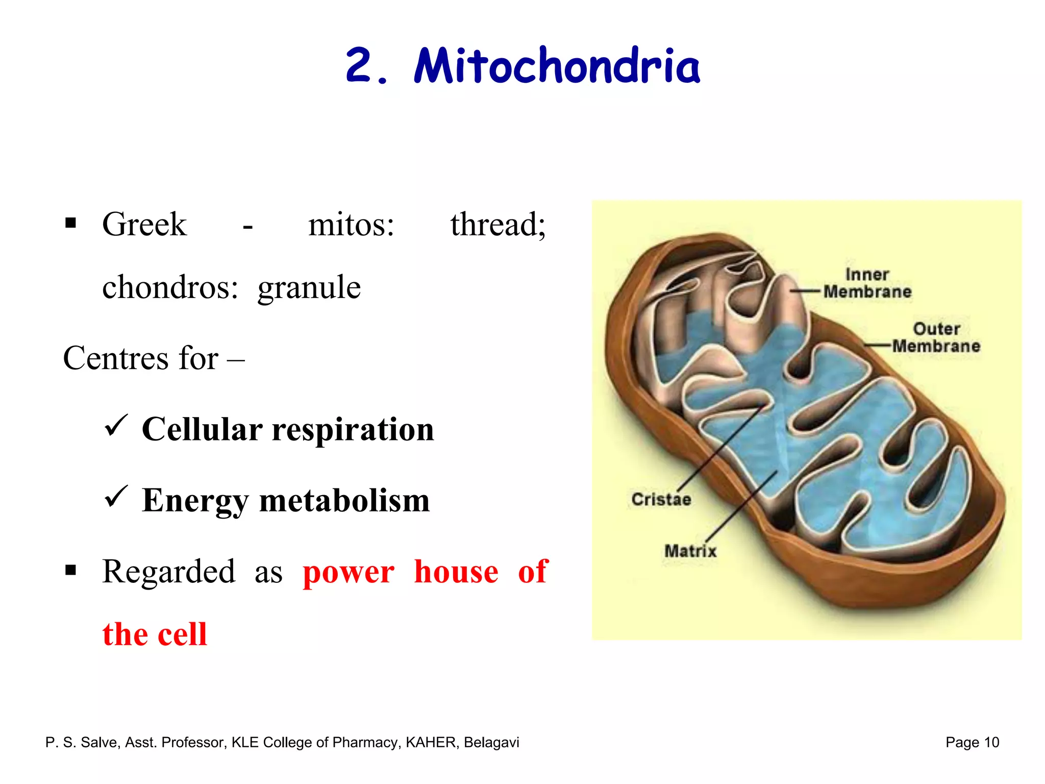 Cell and Transport Processes Across Cell Membrane | PPT