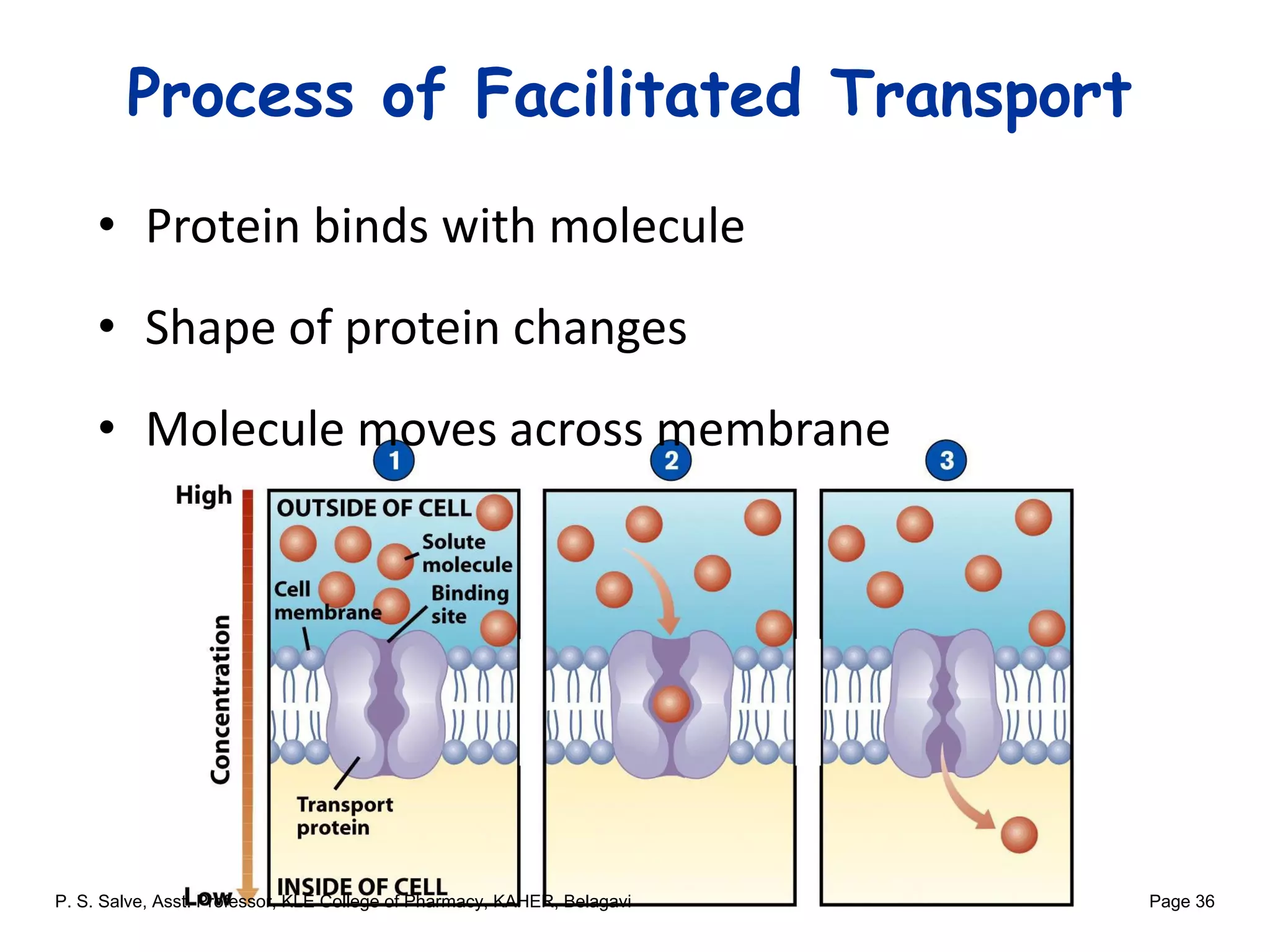 Cell and Transport Processes Across Cell Membrane | PPT