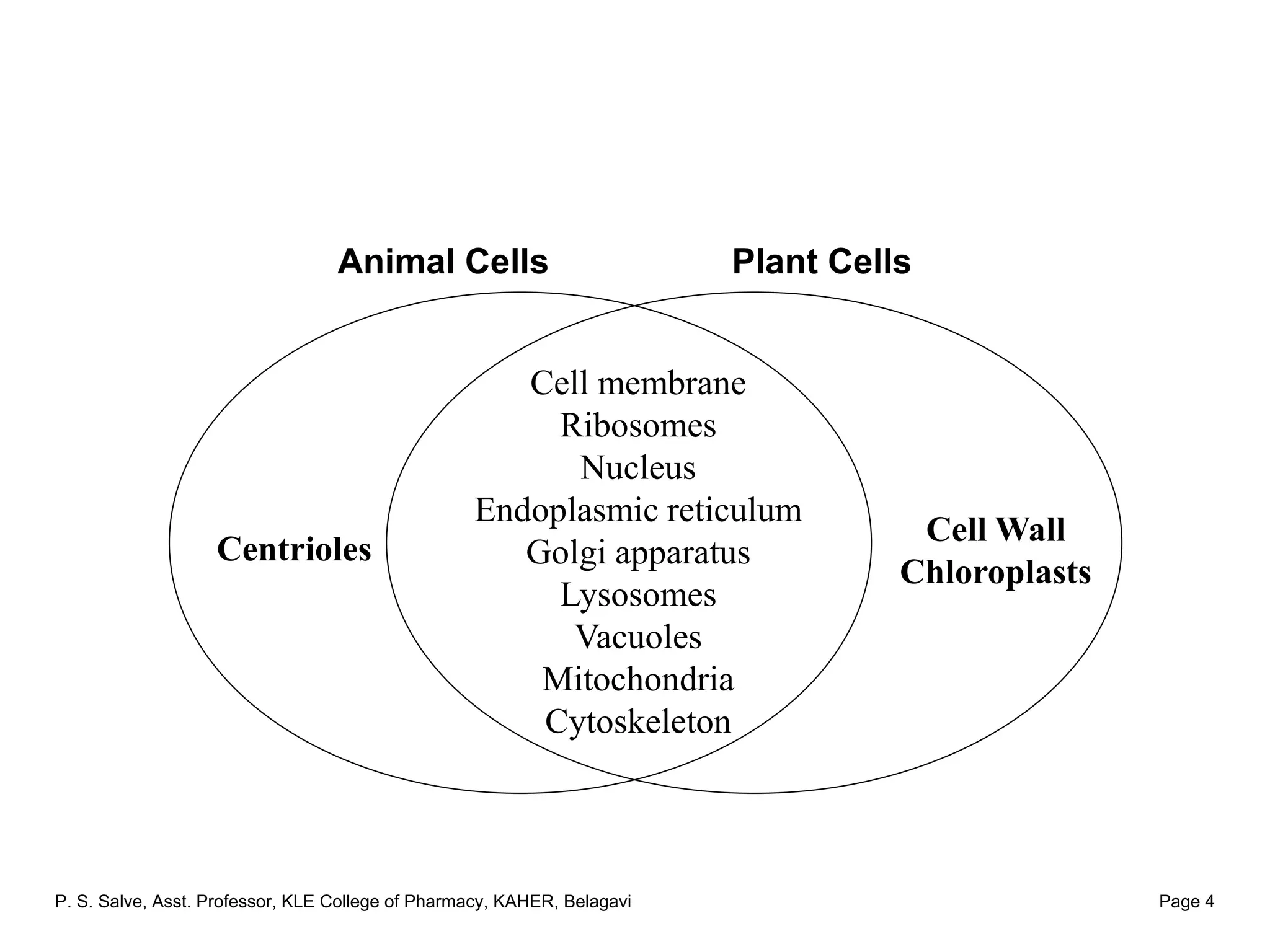 Cell and Transport Processes Across Cell Membrane | PPT