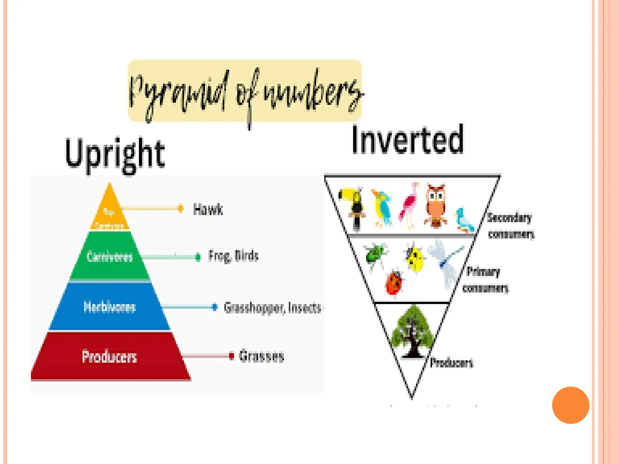 Unit-2 Ecosystems and food chains, ecological pyramids | PPT