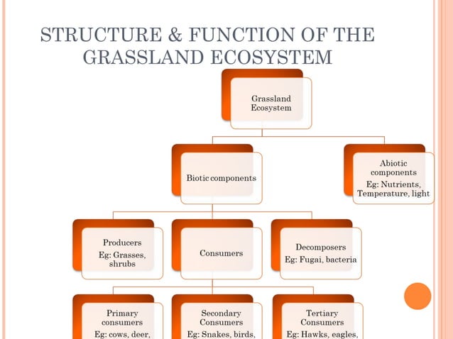 Unit-2 Ecosystems and food chains, ecological pyramids | PPT