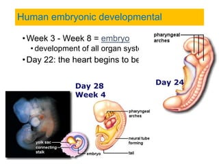 Unit-2 FETALDEVELOPMENT.pdf for IV year B ScN | PDF