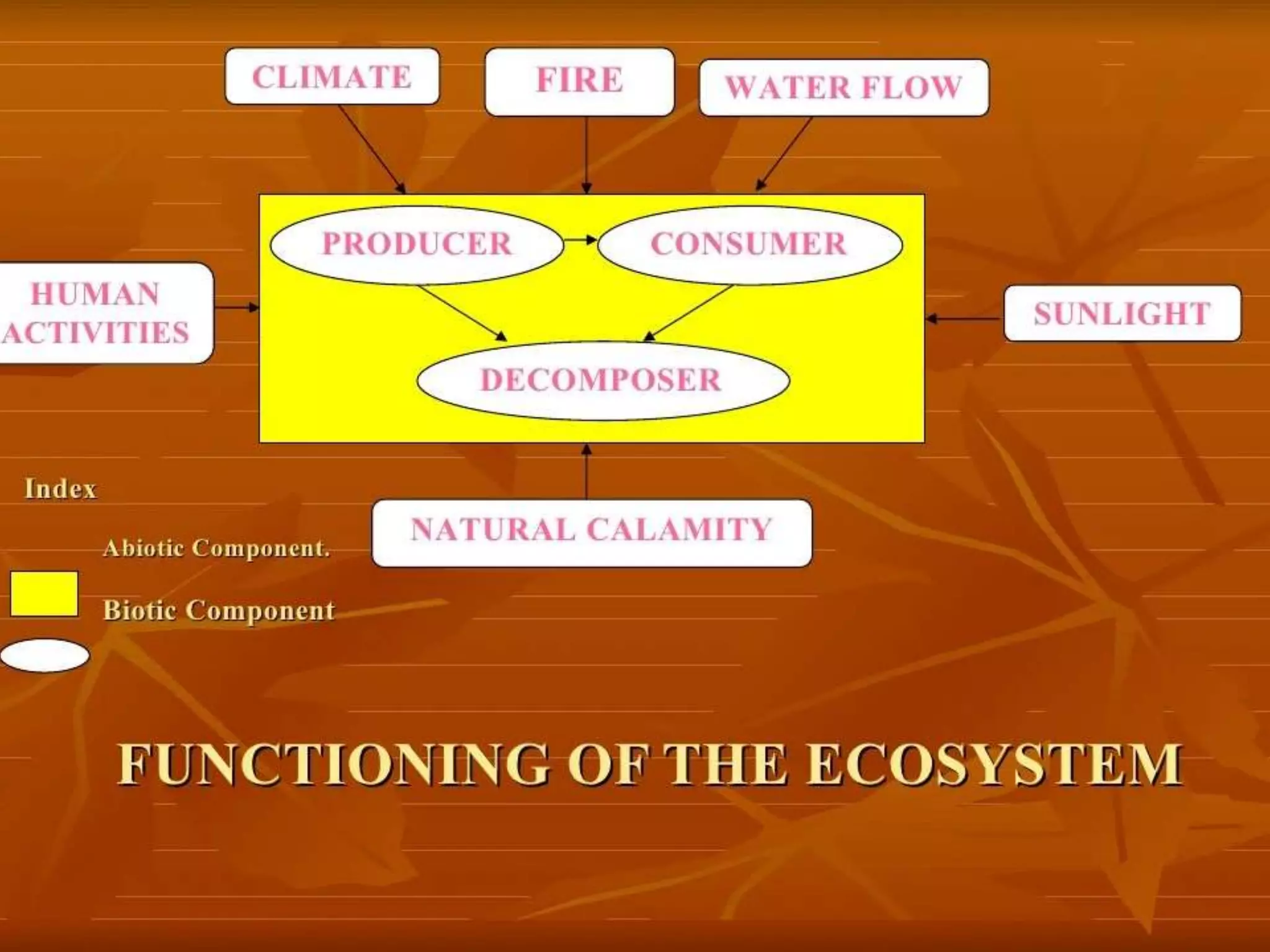 Fragiel Ecosystem.pptx