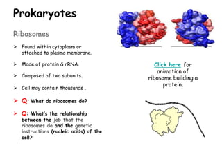Unit-2(Lecture- 5th) Cellular architecture of Prokaryotic Cell.pptx