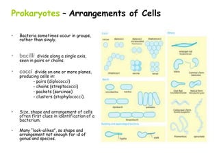 Unit-2(Lecture- 5th) Cellular architecture of Prokaryotic Cell.pptx